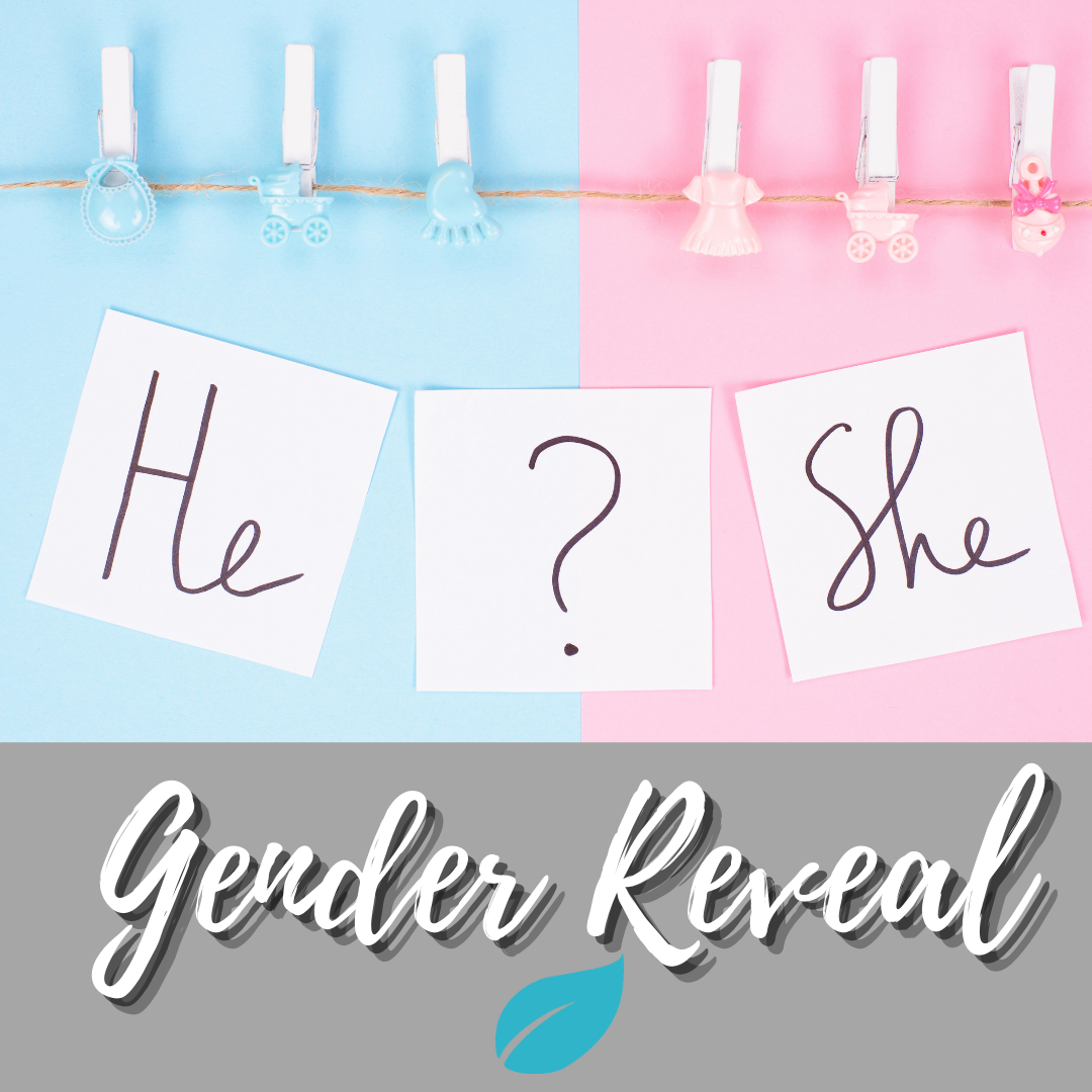 Gender Reveal – Little Hugs Creations